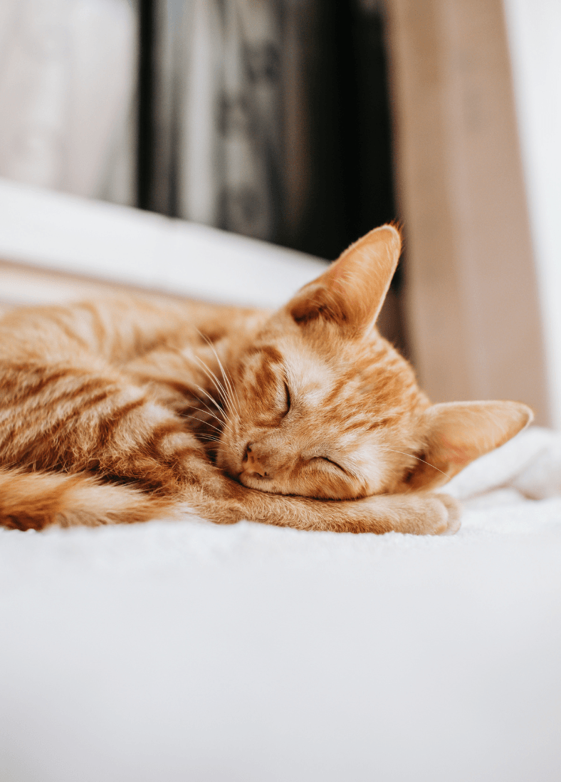 SnackMagic | Build-Your-Own snack stash | 100% custom | Choose Snack Magic.